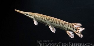 Alligator gar (atractosteus spatula) - FISH WIKIPEDIA