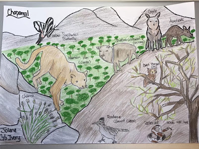 Jolene's Diary: Chaparral drawing