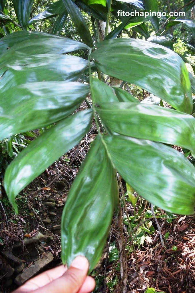 Tepejilote (Chamaedorea tepejilote) - Fitochapingo
