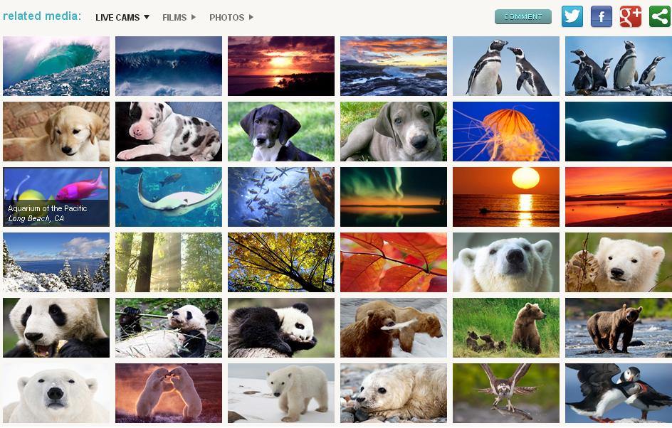 !ÇİMDEN GELDİGİ GİBİ ~~~: Site Önerisi, Explore.org