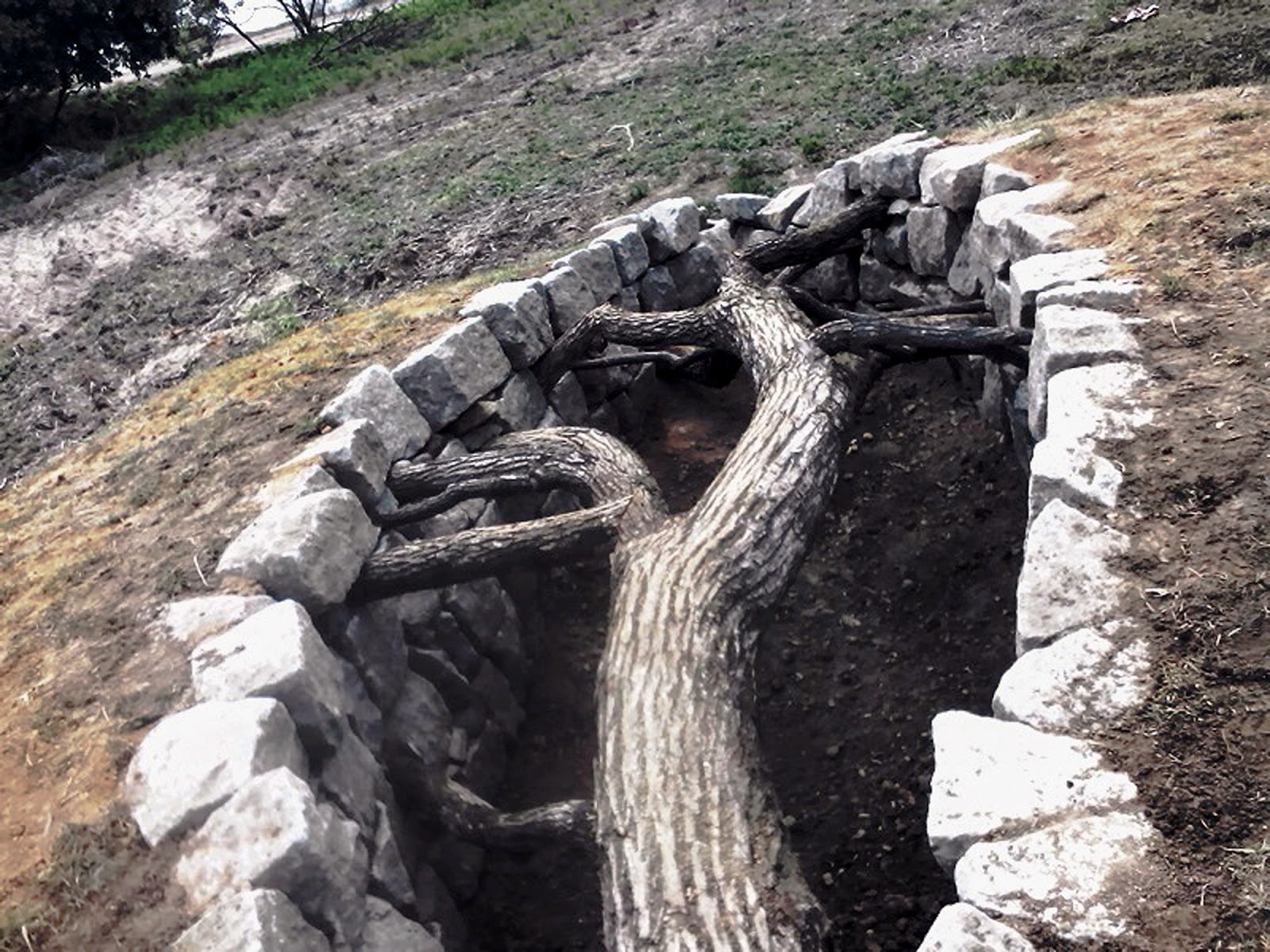 Rumen Dimitrov: Horizontally growing trees Nature Art Biennale Korea