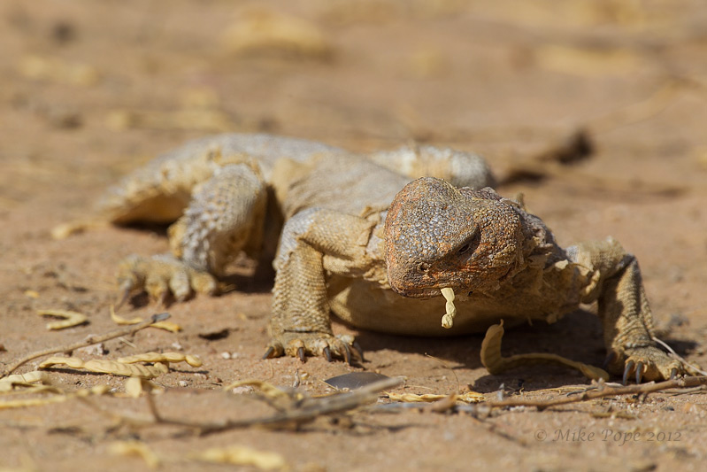 Kuwait Birding: More of the same, almost!