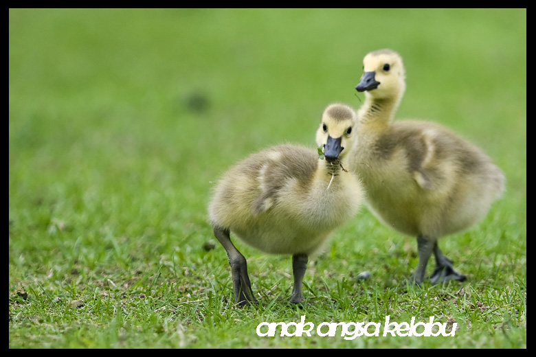 Unggas Si Bulat Poksu: 4. Panduan Ternak Angsa