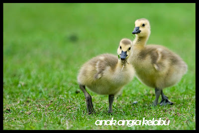 Unggas Si Bulat Poksu: 4. Panduan Ternak Angsa