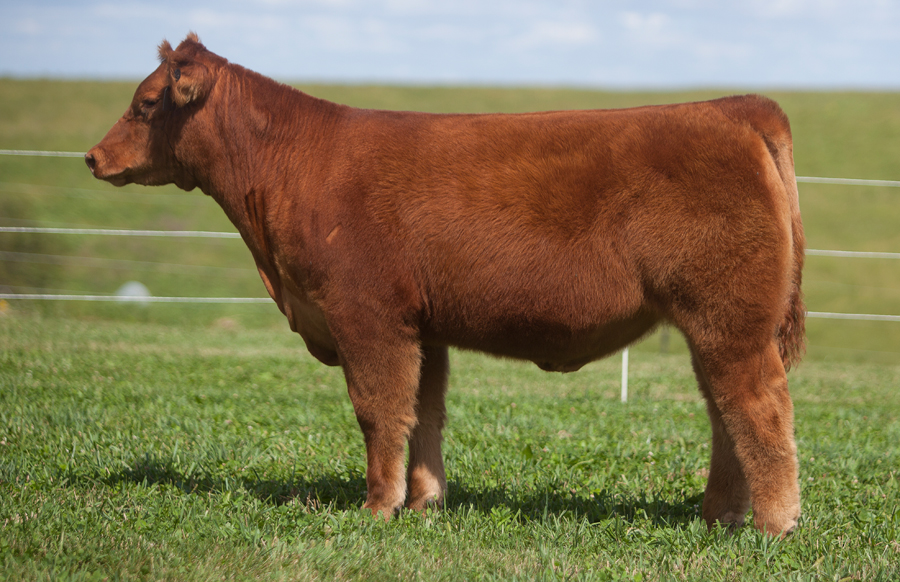 RCC Blog: Sandy Show Steers