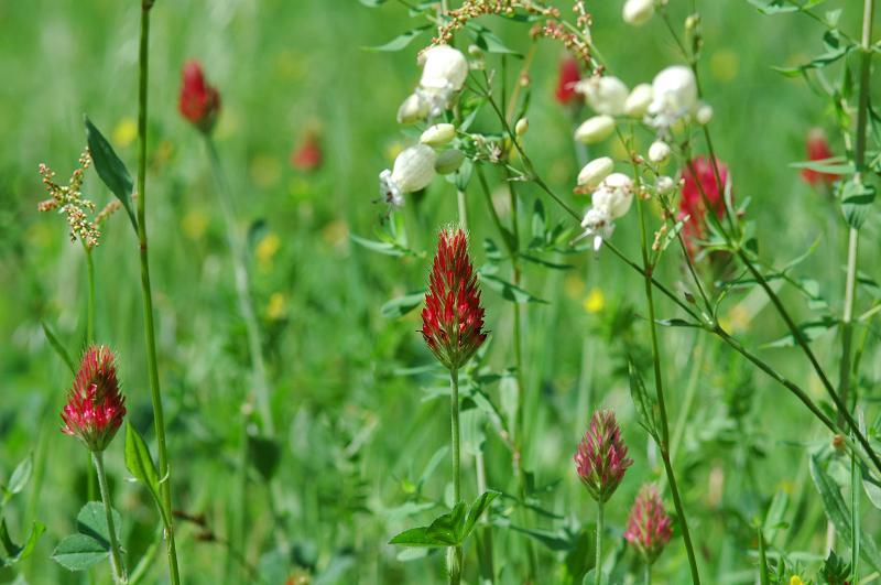 Wild Flowers in Tuscany