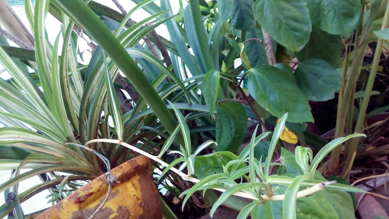 Garden Care Simplified: Rainy season after effects and Care in ...