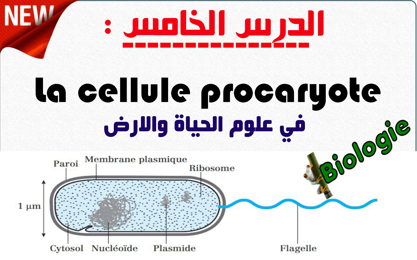 الدرس الخامس بعنوان La cellule procaryote في علوم الحياة والارض