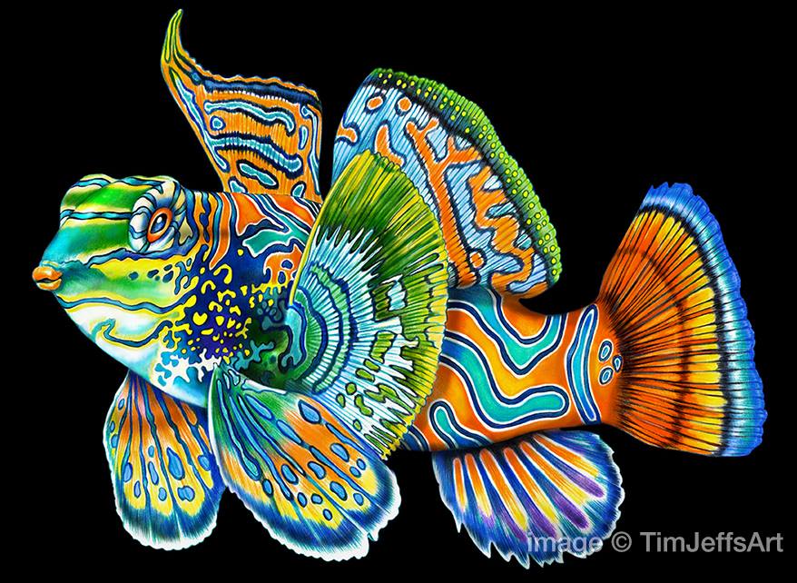 Tim Jeffs Art: Color Drawings