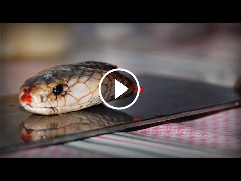 Cut head of the snake killed a man Must Watch - Interesting Videos Musthi