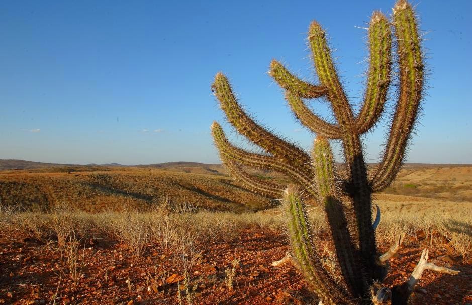 Biomas Brasileiros - Campos Sulinos: Novembro 2014