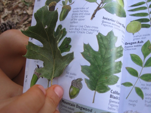 Backyard Nature Fun: Tree Detectives - GoExploreNature.com