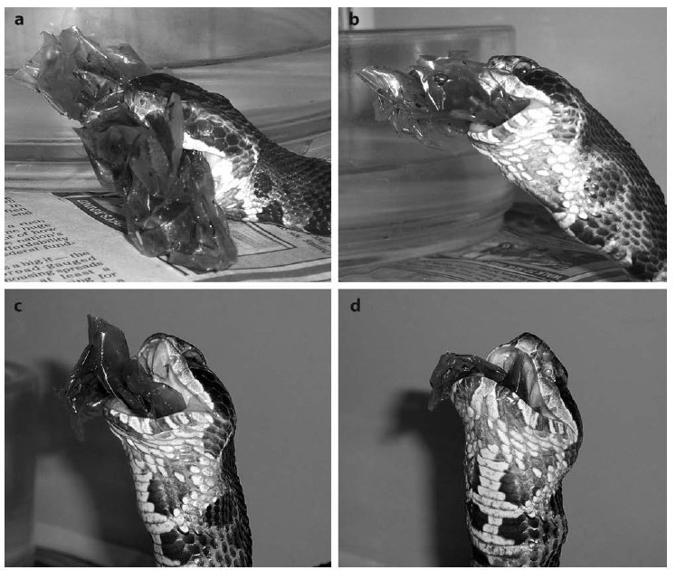 I've never seen a hog do this - Field Herp Forum