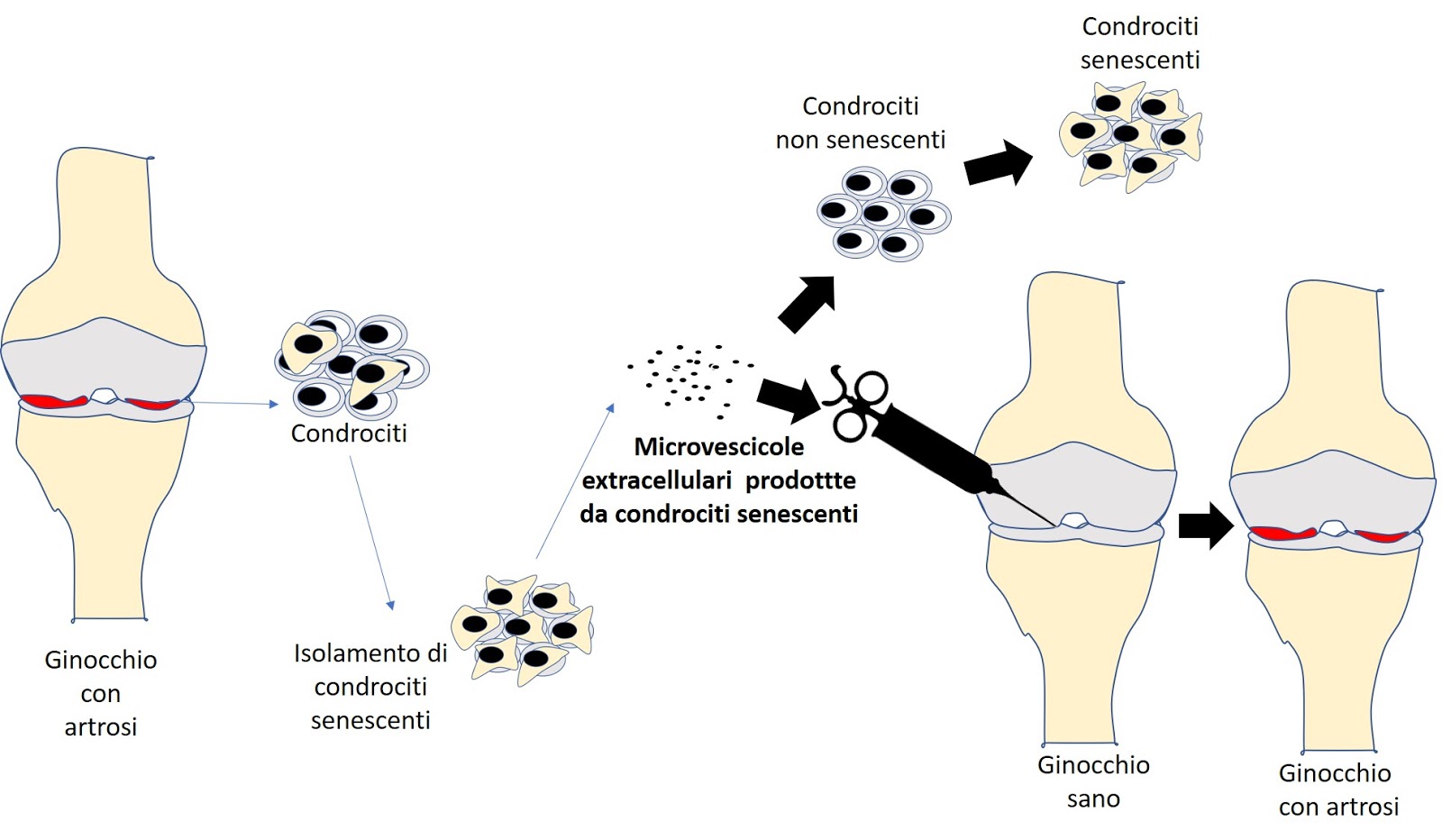 Biogerontologia Sperimentale: Le vescicole extracellulari (esosomi ...
