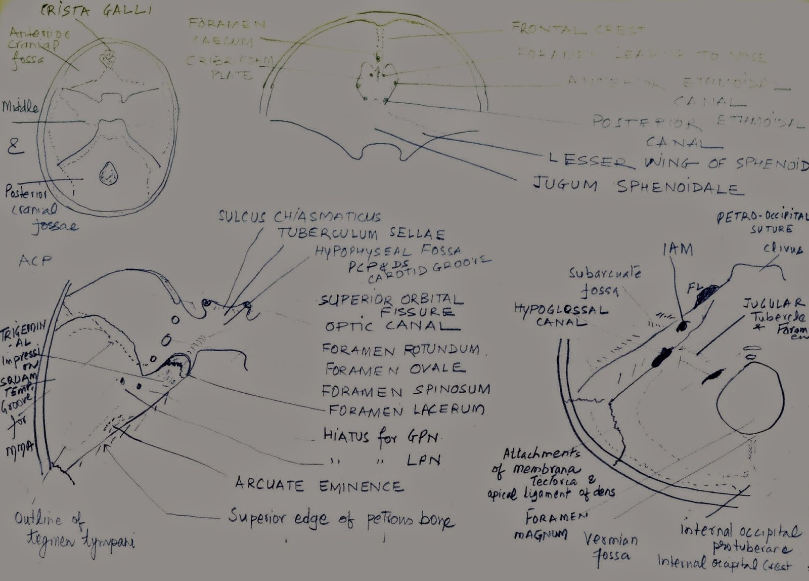 Brain & Mind - A to Z: Basic Neuroanatomy for the Beginner ( Brain ...
