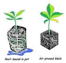 TigerLily Gardens: Grow Bags - Do They Work Better for Sprouting Seeds?