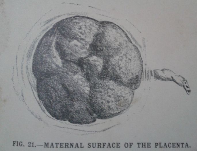 Maternal Surface of the Placenta | Nano Science