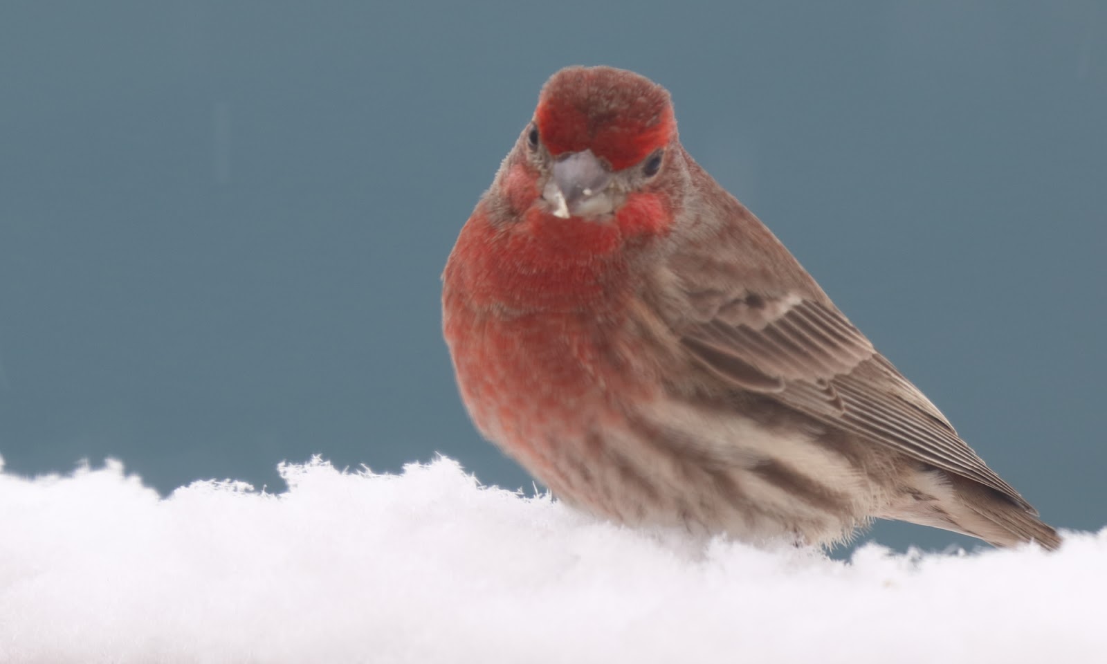 Northeast Washington Birders: February 2019