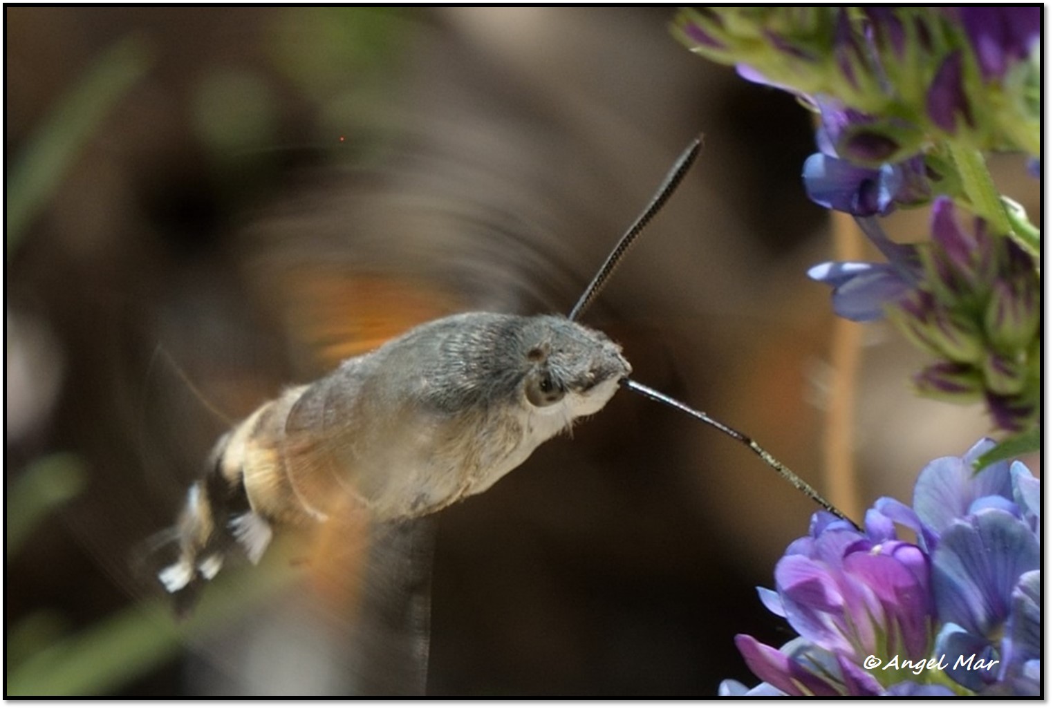 Butterflies and Dragonflies: Macroglossum stellatarum - "Hummingbird ...