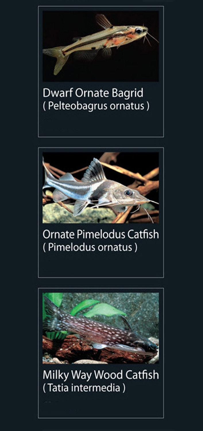 38 Jenis Ikan Hias Catfish Populer