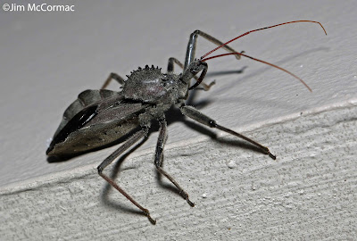 Ohio Birds and Biodiversity: October 2015