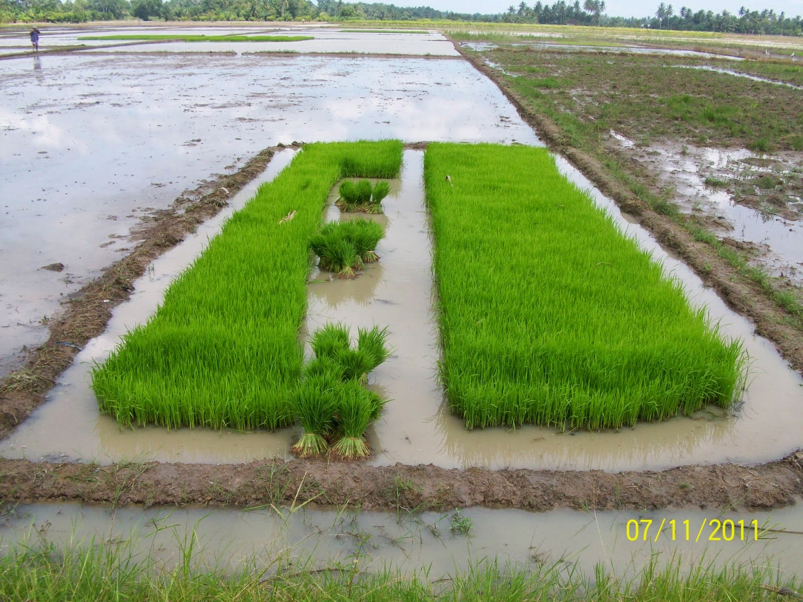 Garden Of Natures: 2015