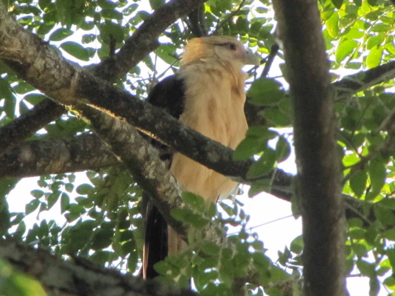 ULAQUE: La pigua (Milvago chimachima) posado en la copa del saman de ...