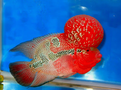 10 Tips How to Make Flowerhorn Kok Bigger | All About Flowerhorn