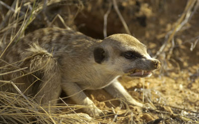A Day in the Life of Timon: Anti-Predatory Behavior of Meerkats