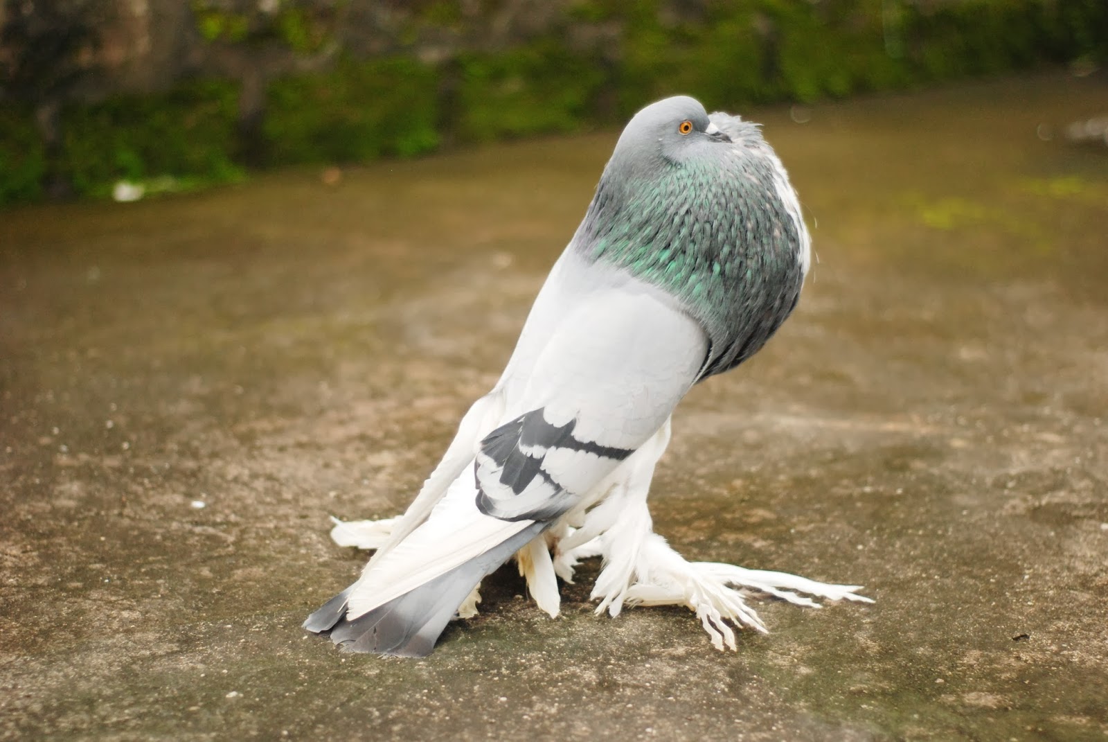 Pomeranian pouter | WELCOME TO PIGEON LOVERS