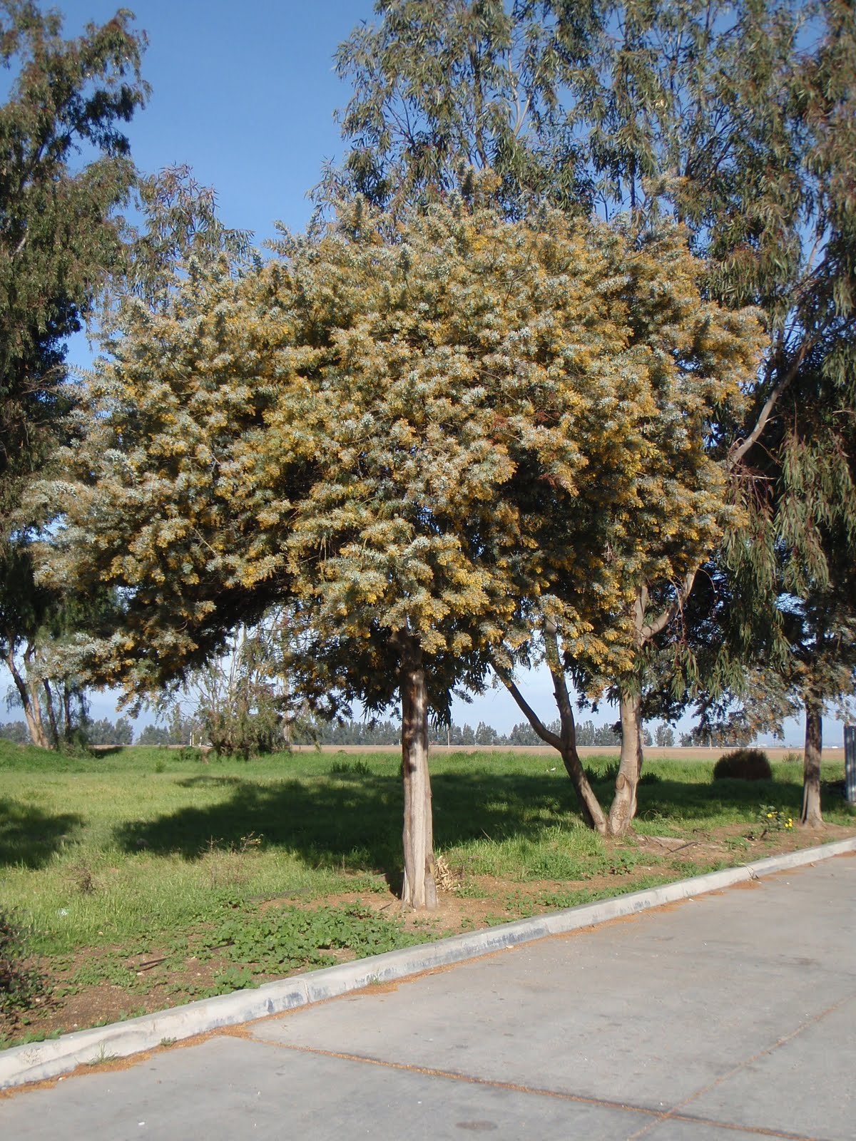 Adventure Talgache: the Silver Wattle tree