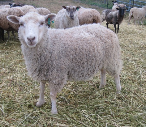 S'More Shetland Sheep