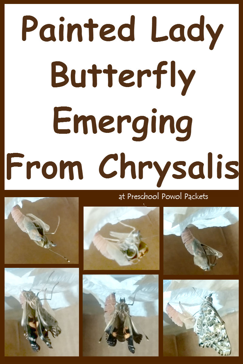Raising Painted Lady Butterflies and Watching them Hatch! | Preschool ...