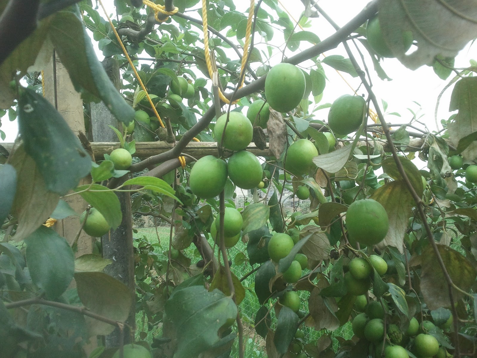 Apple kul a hybrid fruit plant