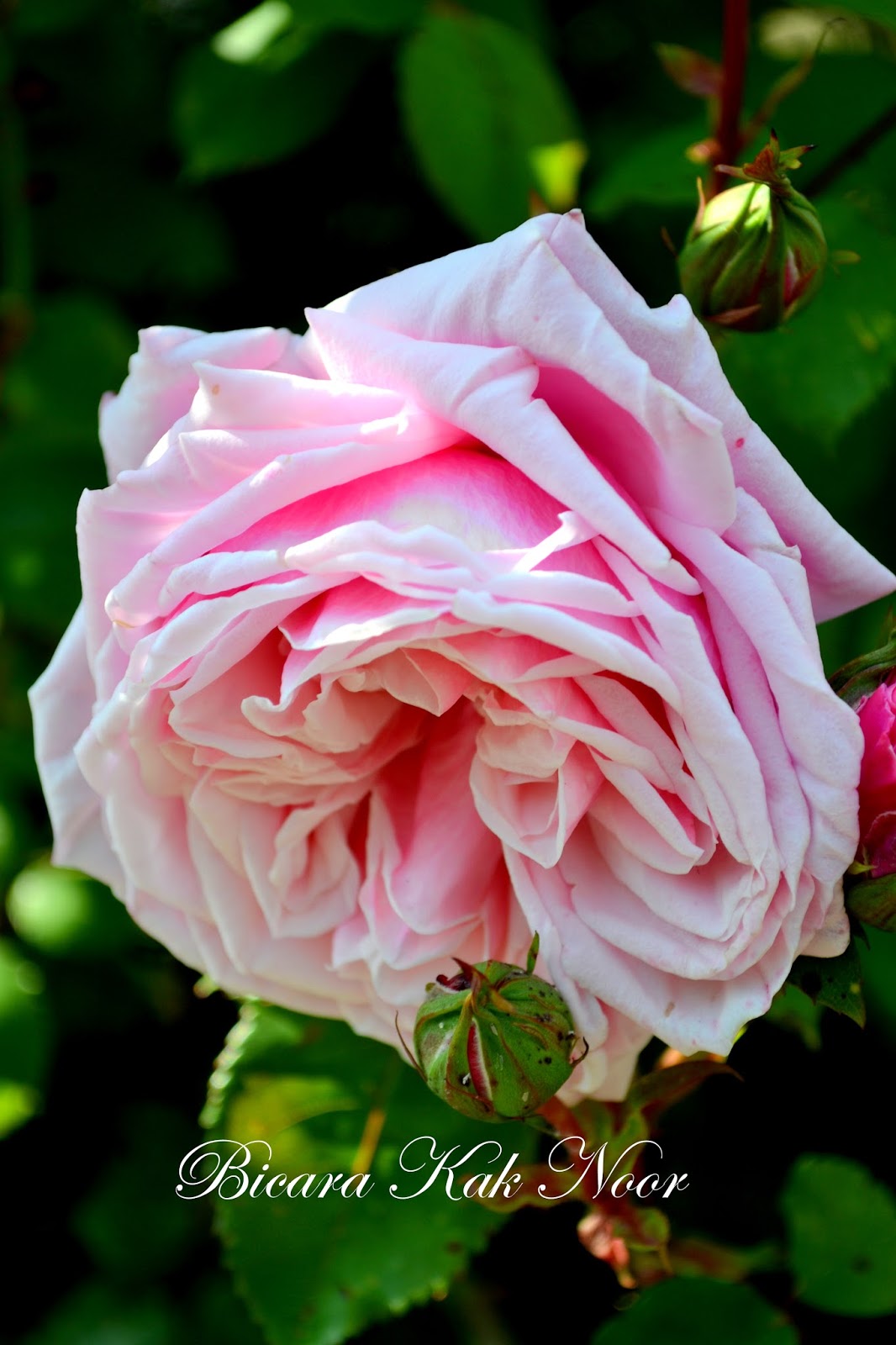 Jom Melawat Taman Bunga Ros Kak Noor ( Pinjam ) Kejab - Dapur Kak Noor