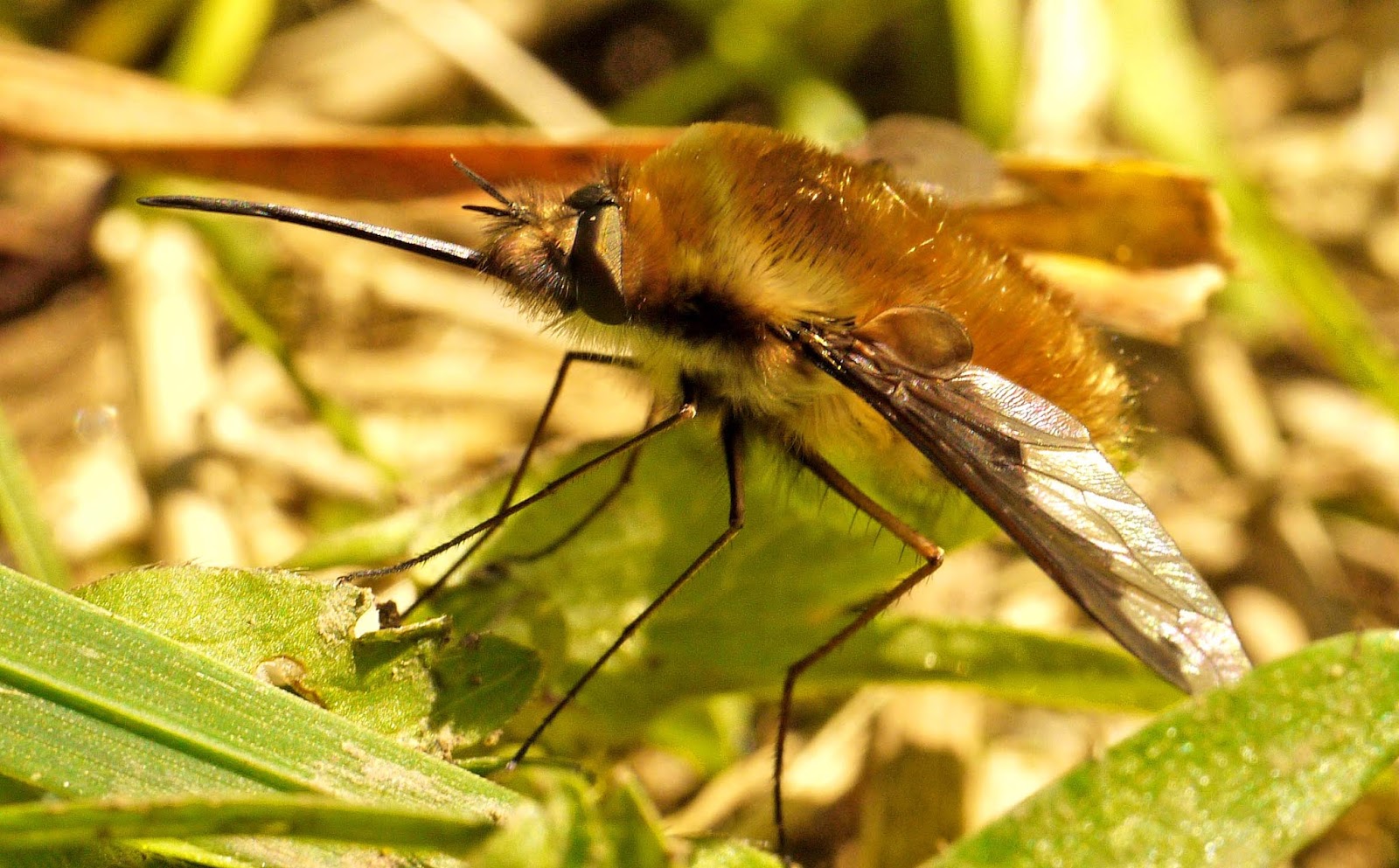 CABINET OF CURIOSITIES: Bee-fly - every mining bee's worst nightmare?