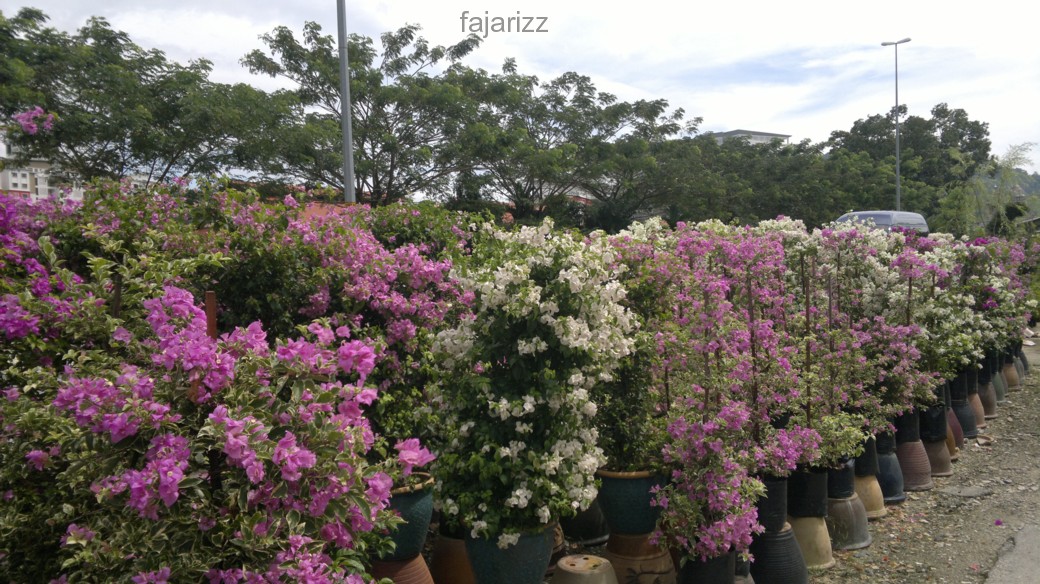 Medium berkongsi informasi: Mengenal pokok bunga kertas