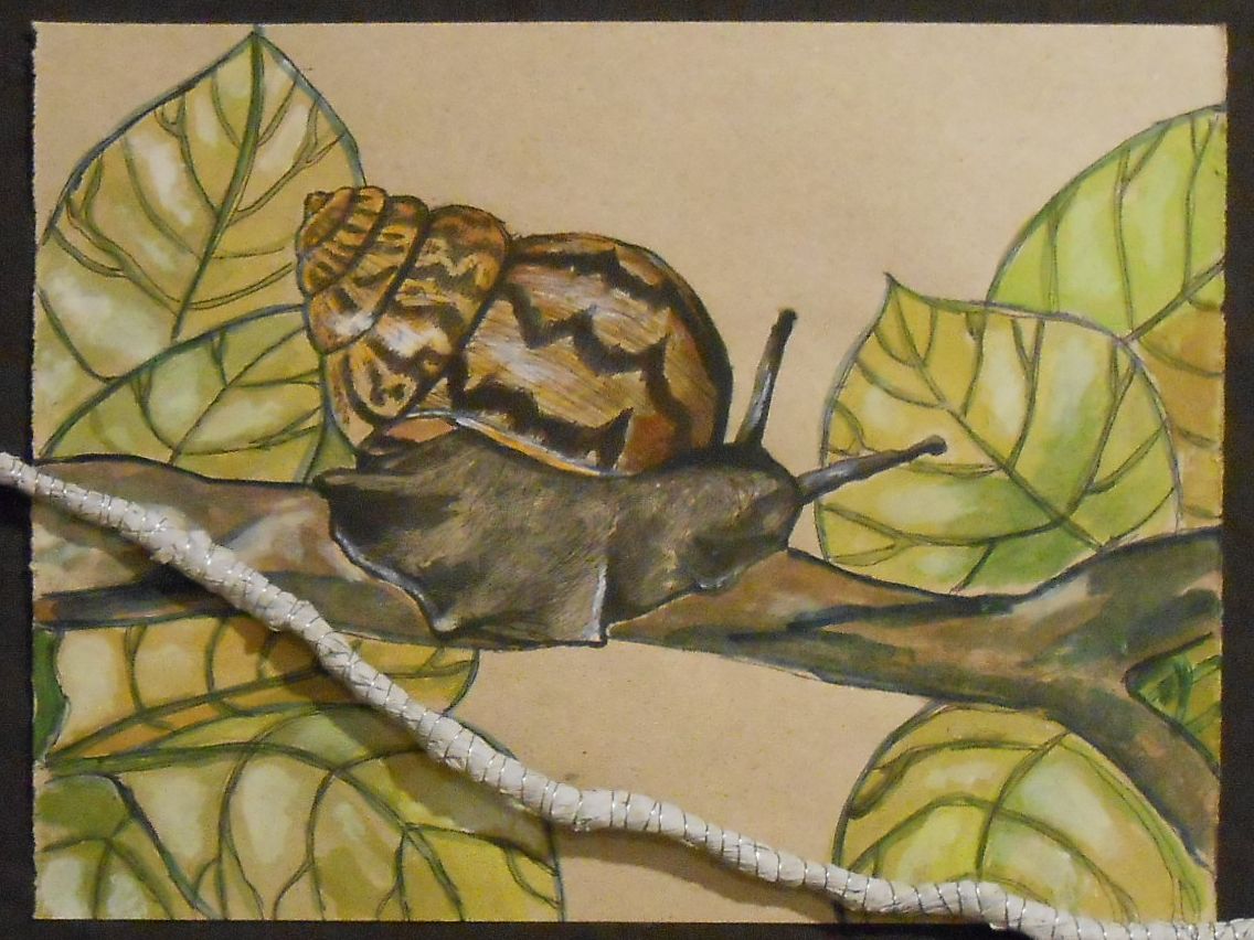 CORINNA TARGI : CHIOCCIOLA STRABICA