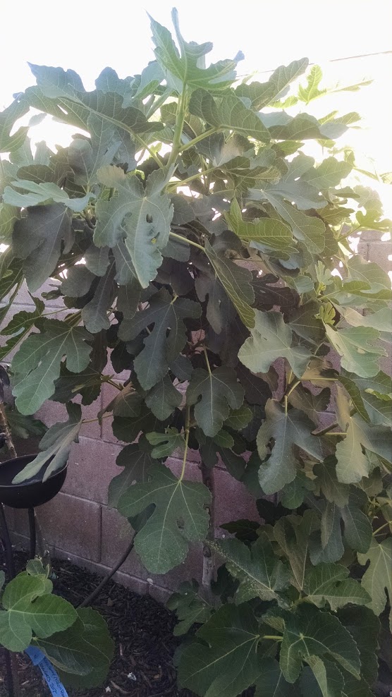 Desert Valley Orchard: Smith Fig