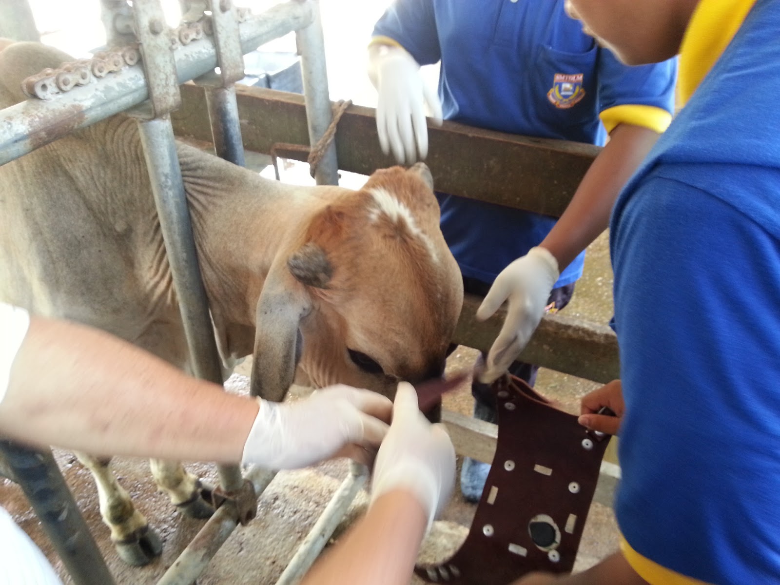 Agroindustri Ruminan: Tugasan Harian: Melaksanakan Modul Pengurusan ...