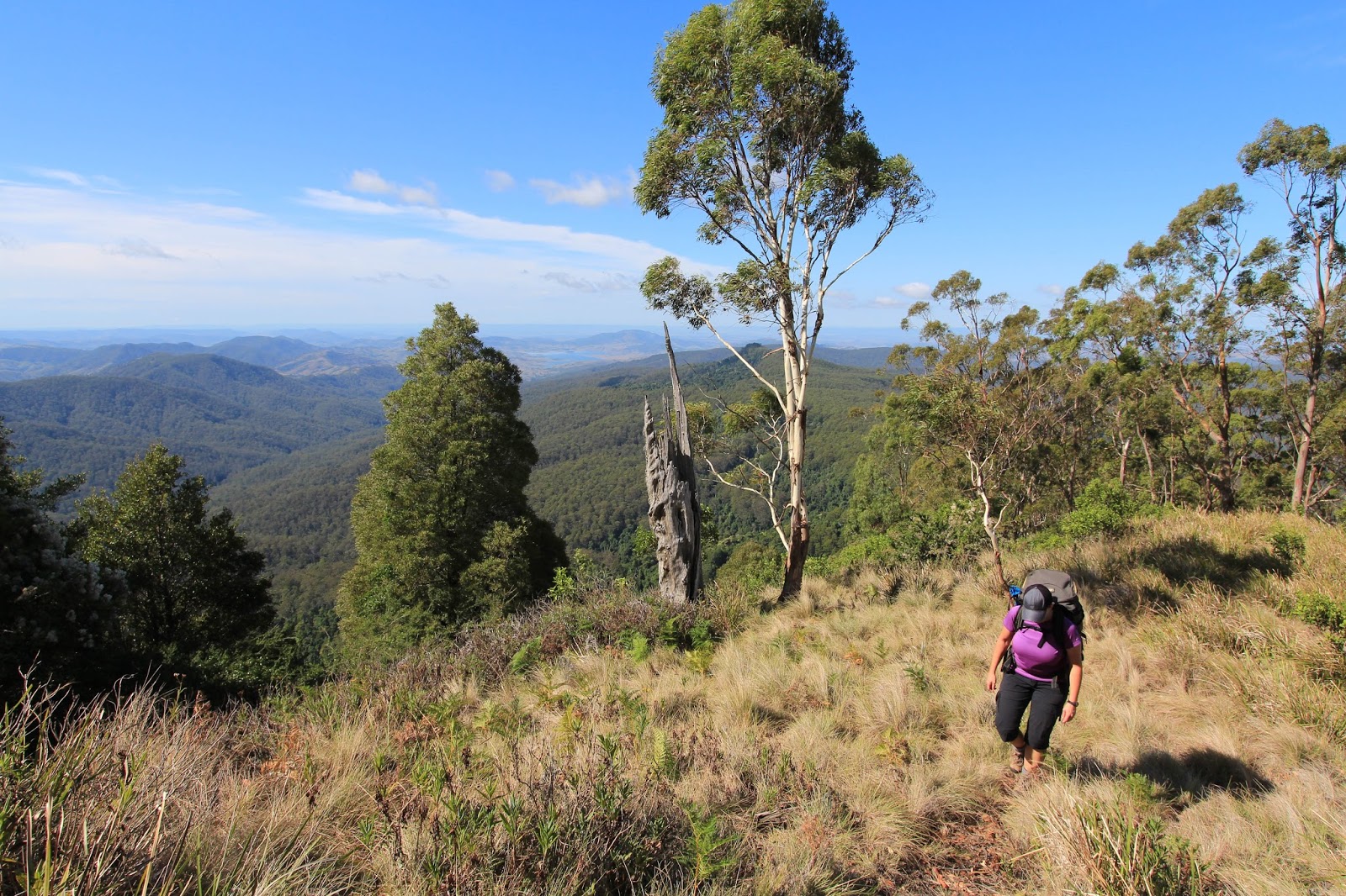 awildland: A Royal Affair – Mt Royal National Park