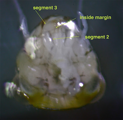Aquatic Insects of Central Virginia: "Plauditus dubius" Small Minnow ...