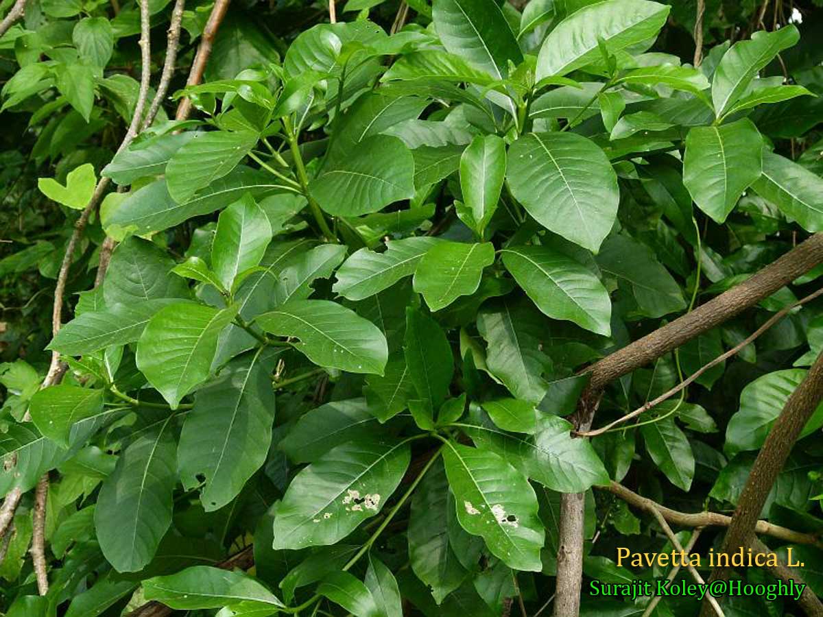 Medicinal Plants: Pavetta indica