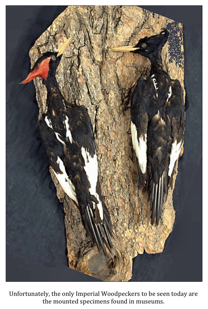 Texas Cryptid Hunter: Footage of Extinct Imperial Woodpecker Released