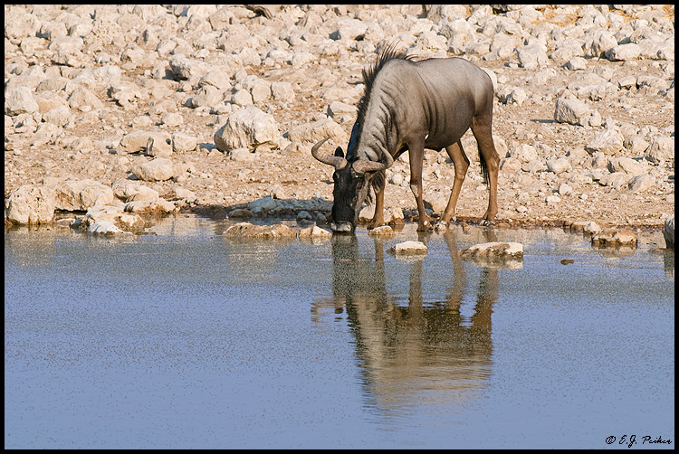 Animals pictures: wild beast