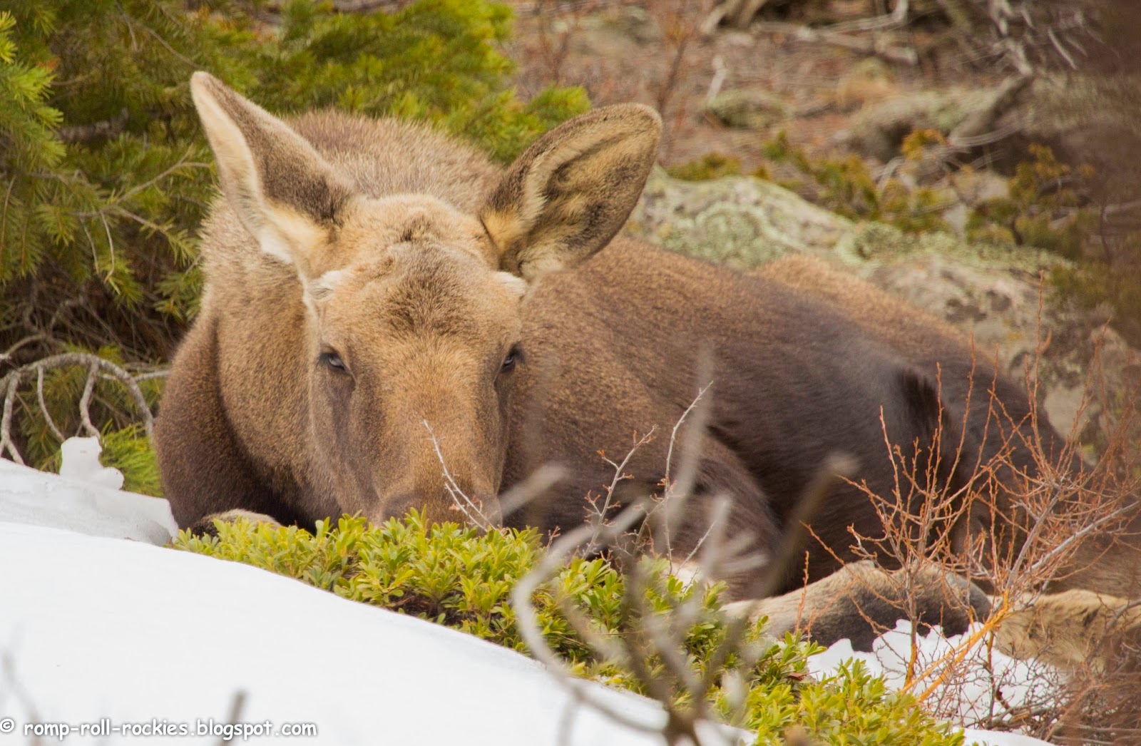 Romping and Rolling in the Rockies: Moose, moose, moose!