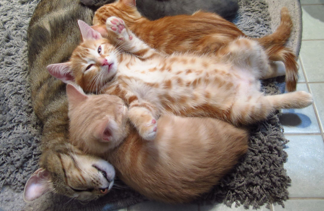 Kiskatit: Miklua ramasee