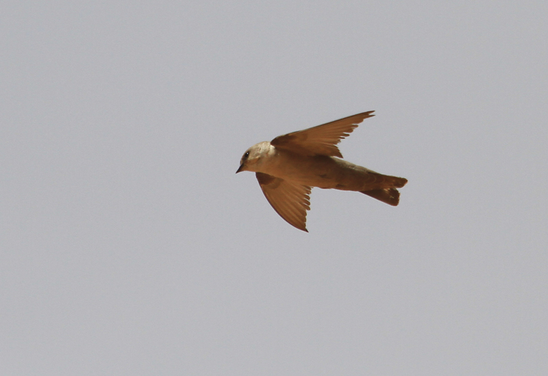 Cream Tea Birding: MOROCCO: African Rock Martin