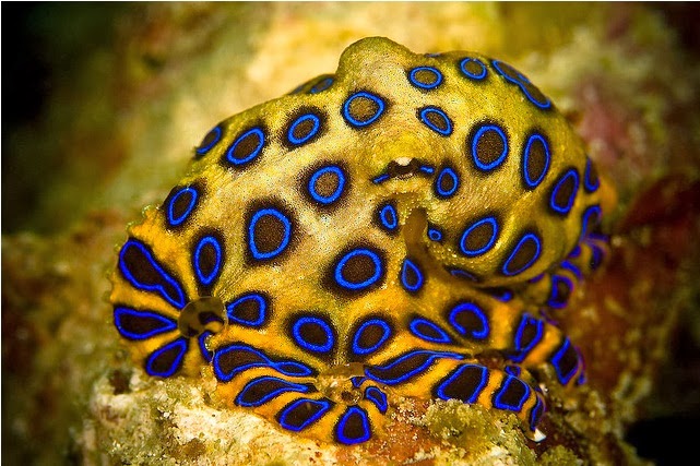 AVEEK- Blogs: The Blue Ringed Octopus