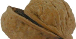 French Vocabulary Illustrated: coque